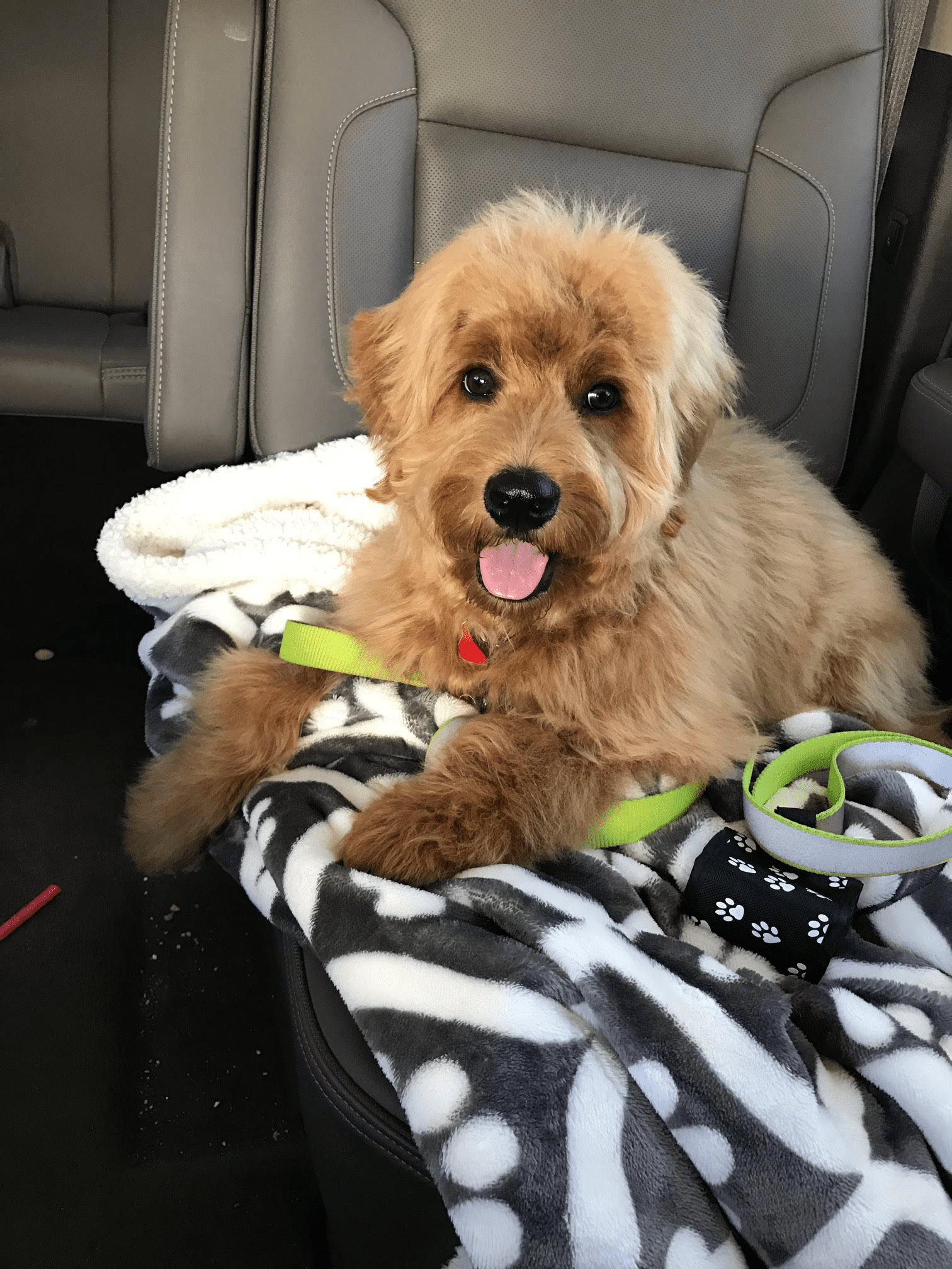 Past Goldendoodle Puppies Archives - Page 6 of 11 - Country Mini Doodle ...